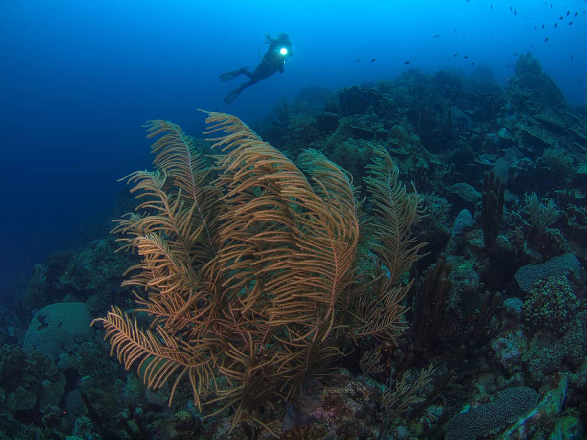 Dushi Curacao | Art & Water Photography